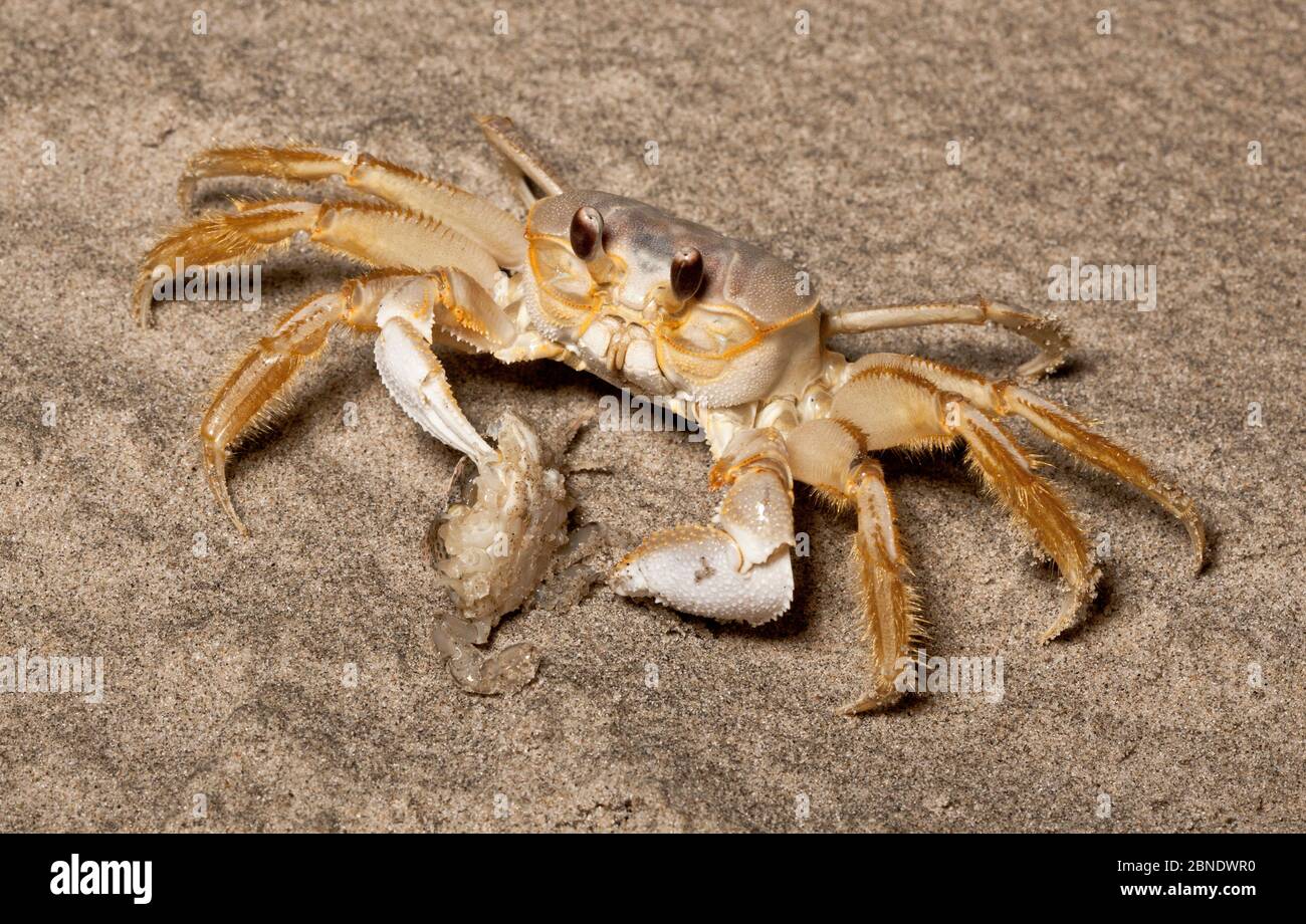 Ghost Crabs Eating