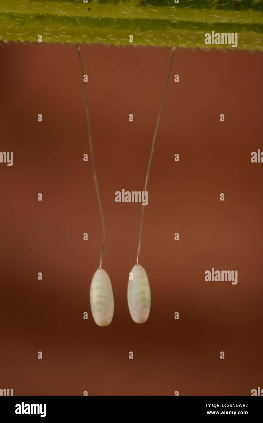 Lacewing eggs hi-res stock photography and images - Alamy