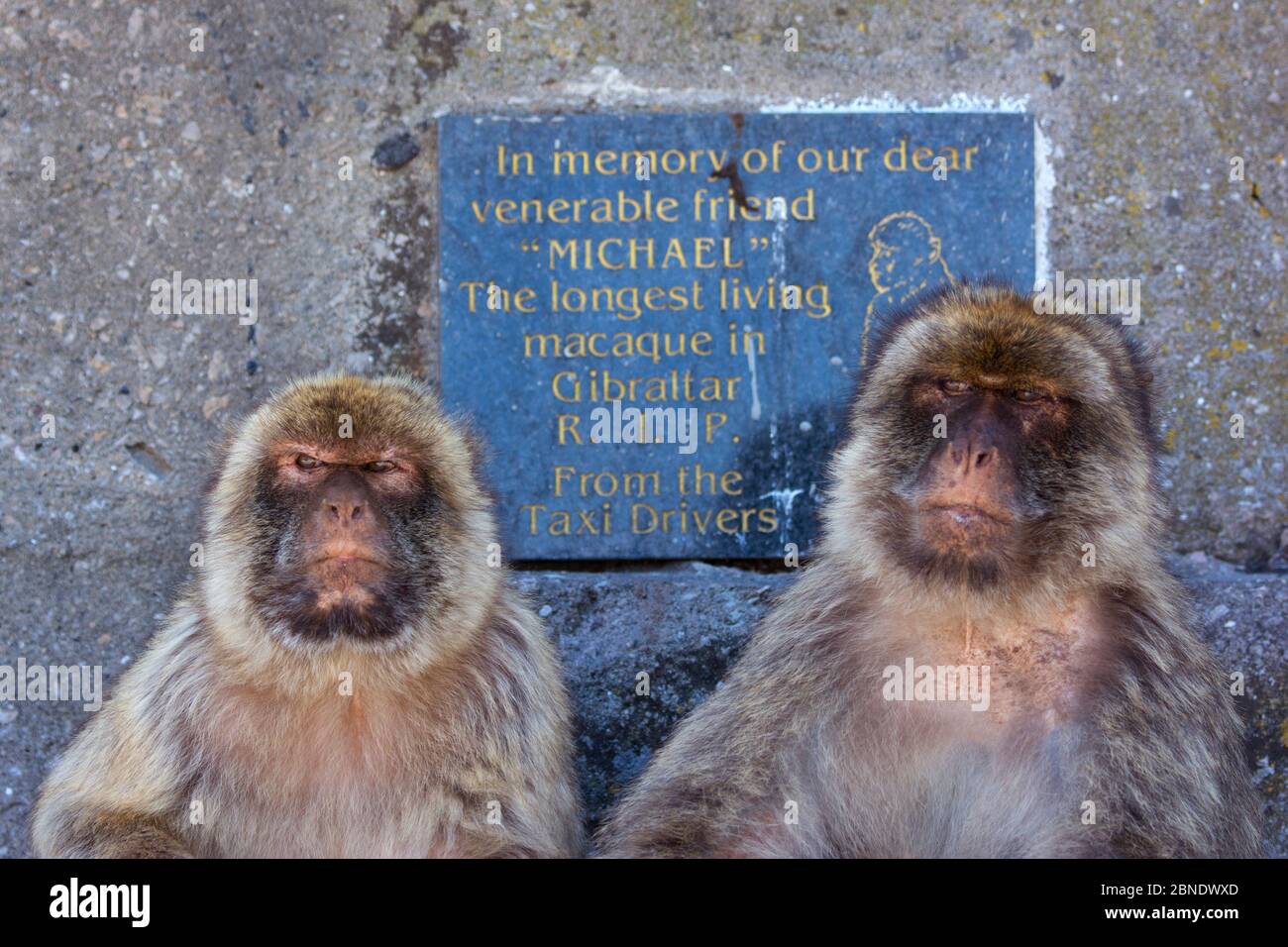 Barbary macaques (Macaca sylvanus) two sitting close together next to ...