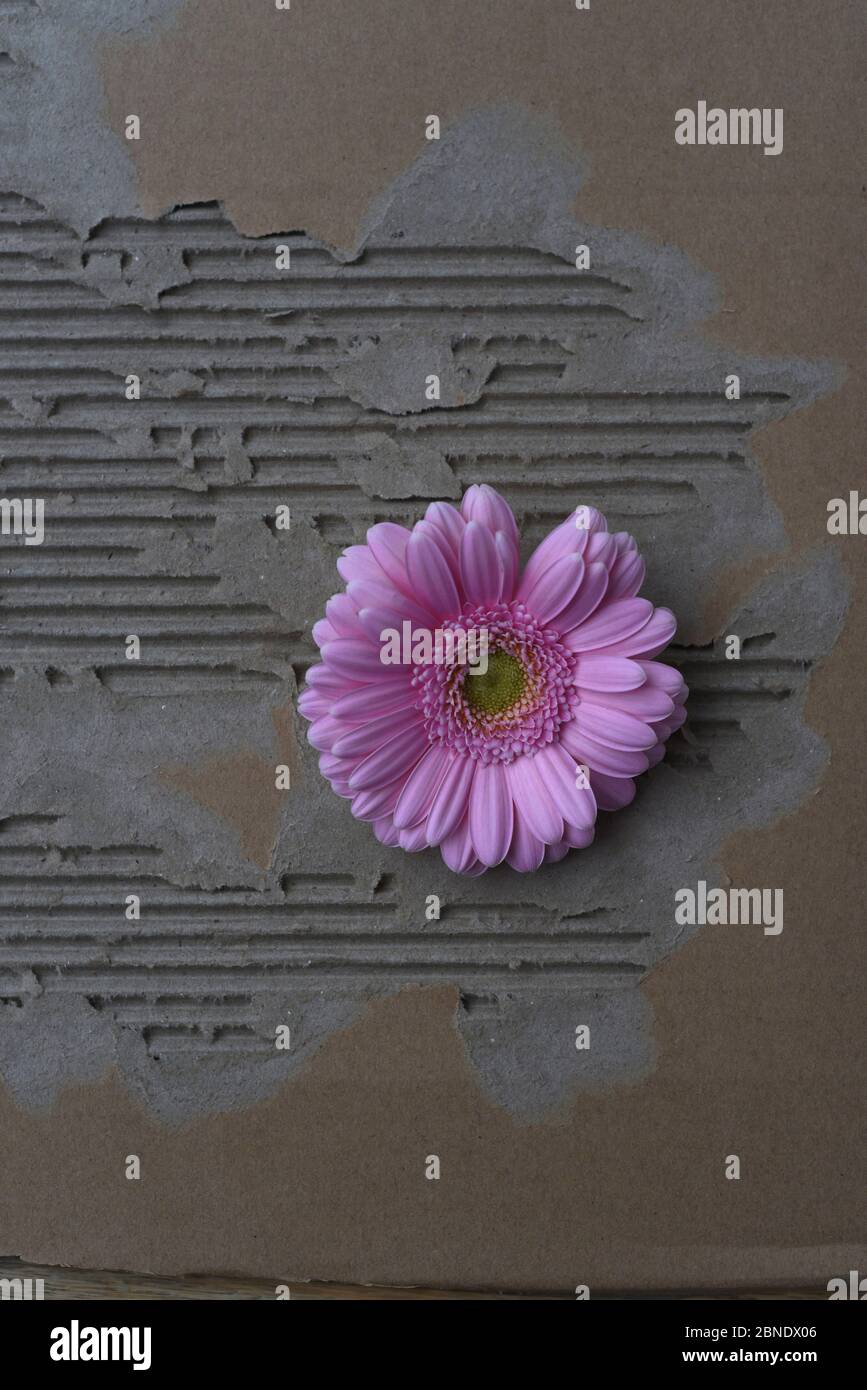 Torn paper flower collage hi-res stock photography and images - Alamy