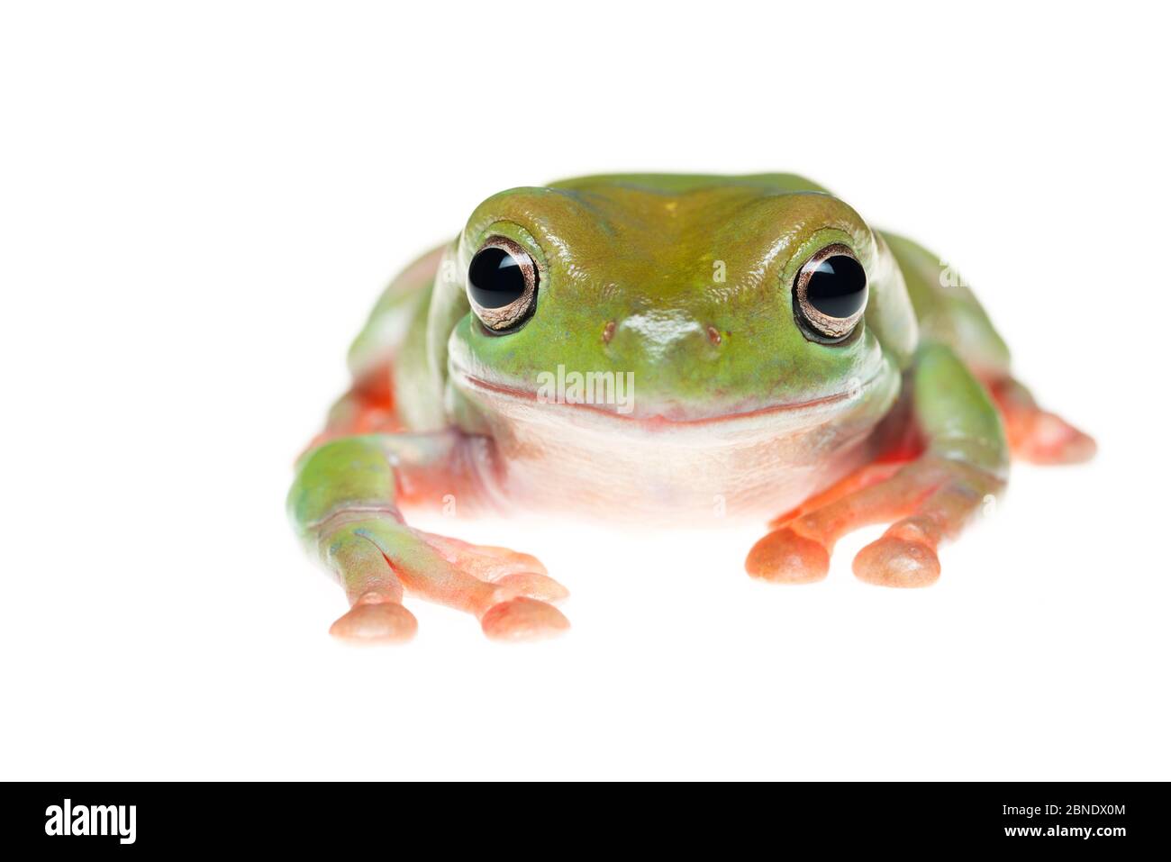 Green tree frog (Litoria caerulea) portrait, captive occurs in ...