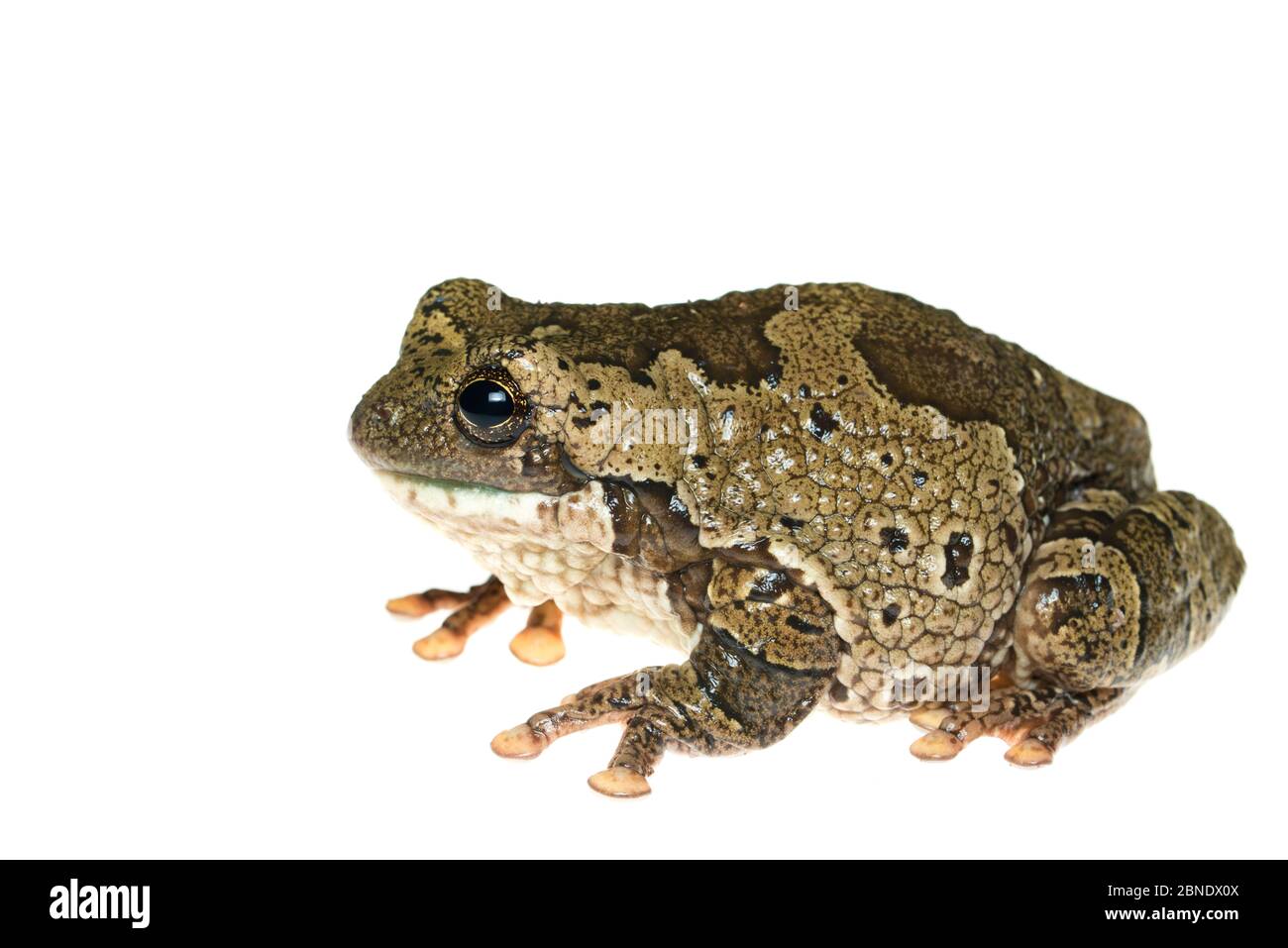 Marbled tree frog (Phrynohyas venulosa) captive, occurs in South and ...