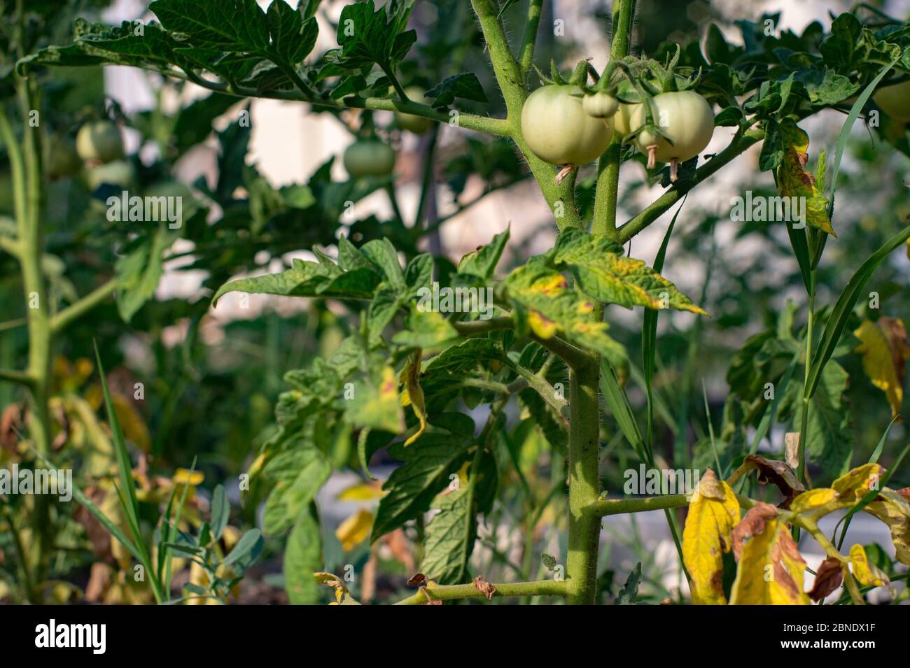 red tomato damaged by disease and pests of fall leaves and fruits of ...