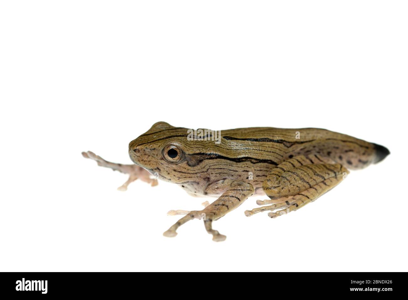 Borneo eared frog (Polypedates otilophus) captive, occurs in South East ...