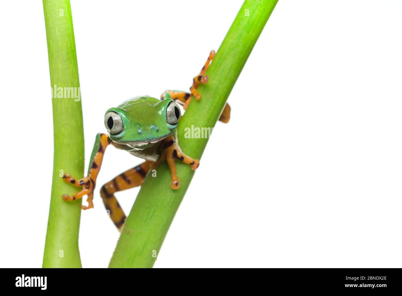 Tiger striped leaf (Phyllomedusa tomopterna) captive, occurs in South ...