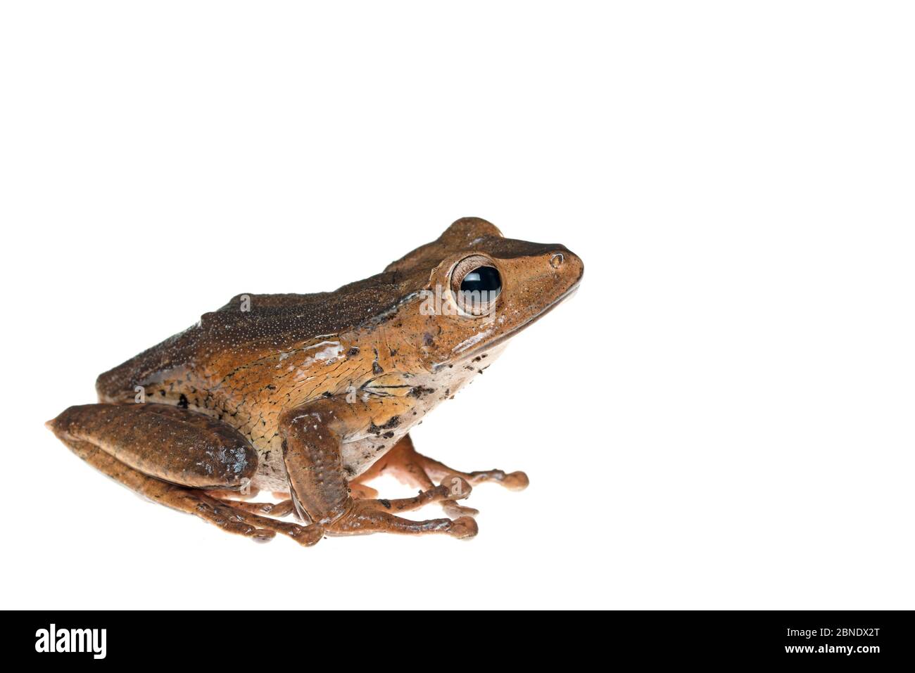 Borneo eared frog (Polypedates otilophus) captive, occurs in South East ...