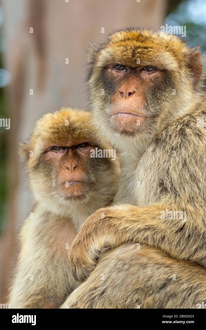 Two Monkeys Smiling