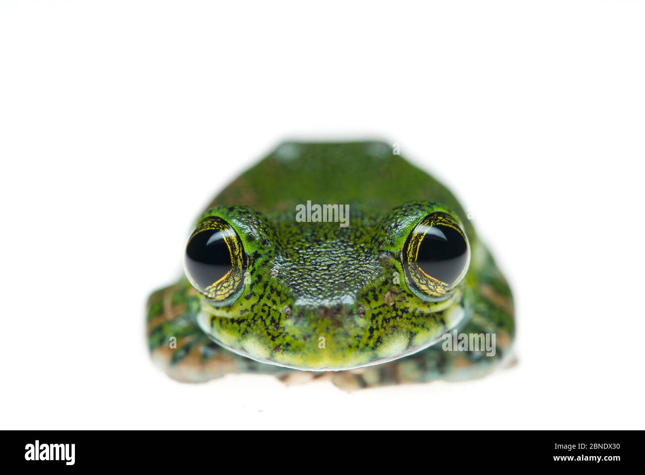 White spotted tree frogs Cut Out Stock Images & Pictures - Alamy