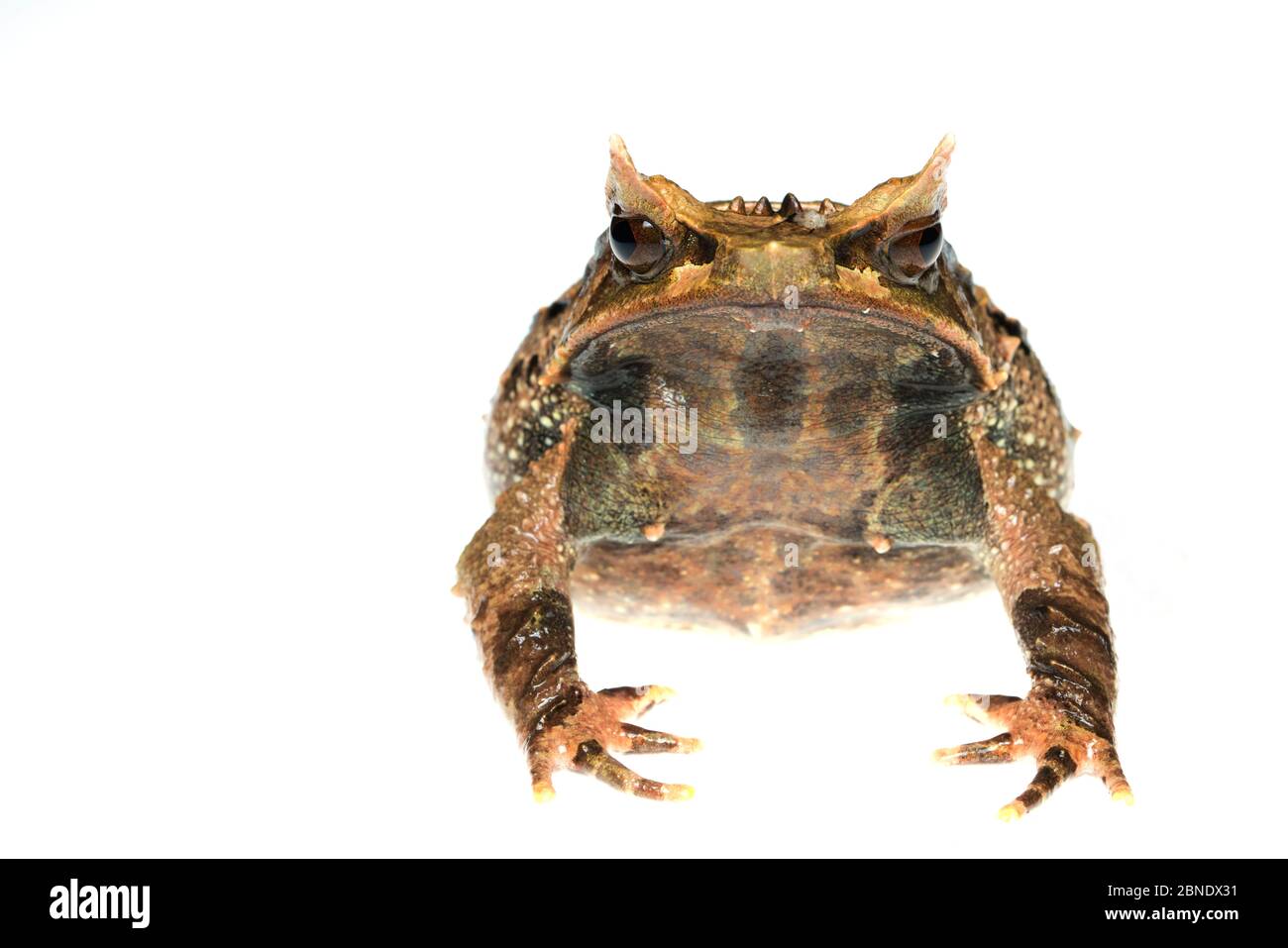 Malayan horned frog (Megophrys nasuta) captive, occurs in South East ...