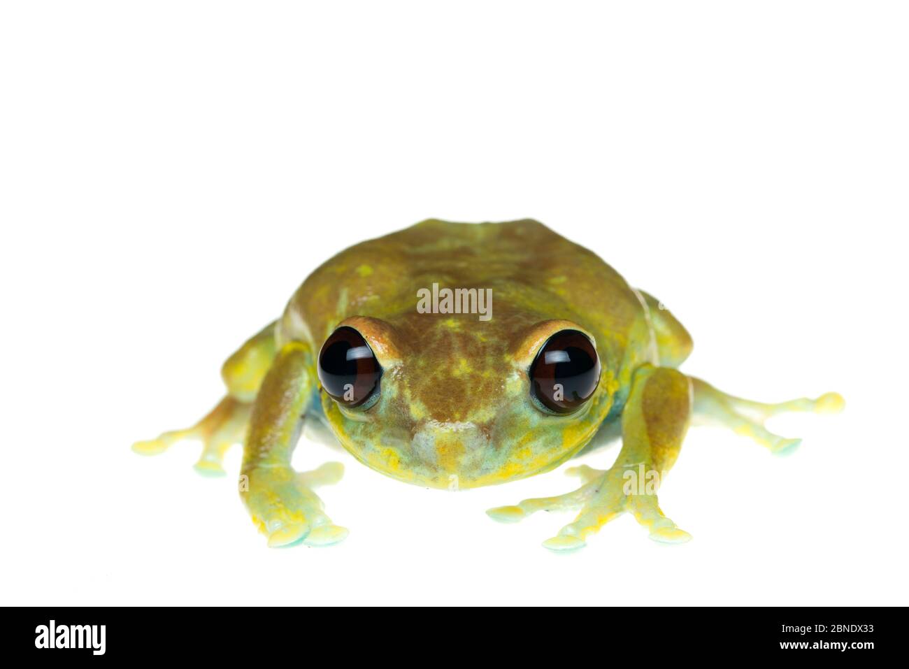 Uluguru frog hi-res stock photography and images - Alamy