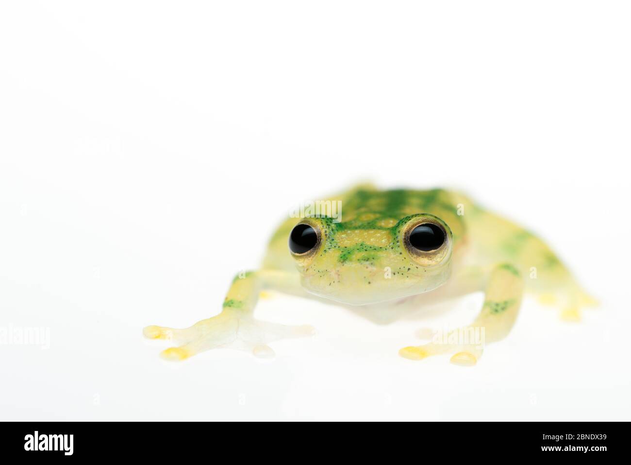 Reticulated glass frog (Hyalinobatrachium valerioi) captive, occurs in ...