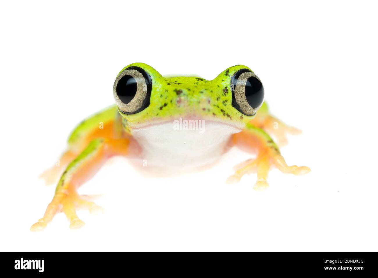 Lemur tree frog hi-res stock photography and images - Alamy