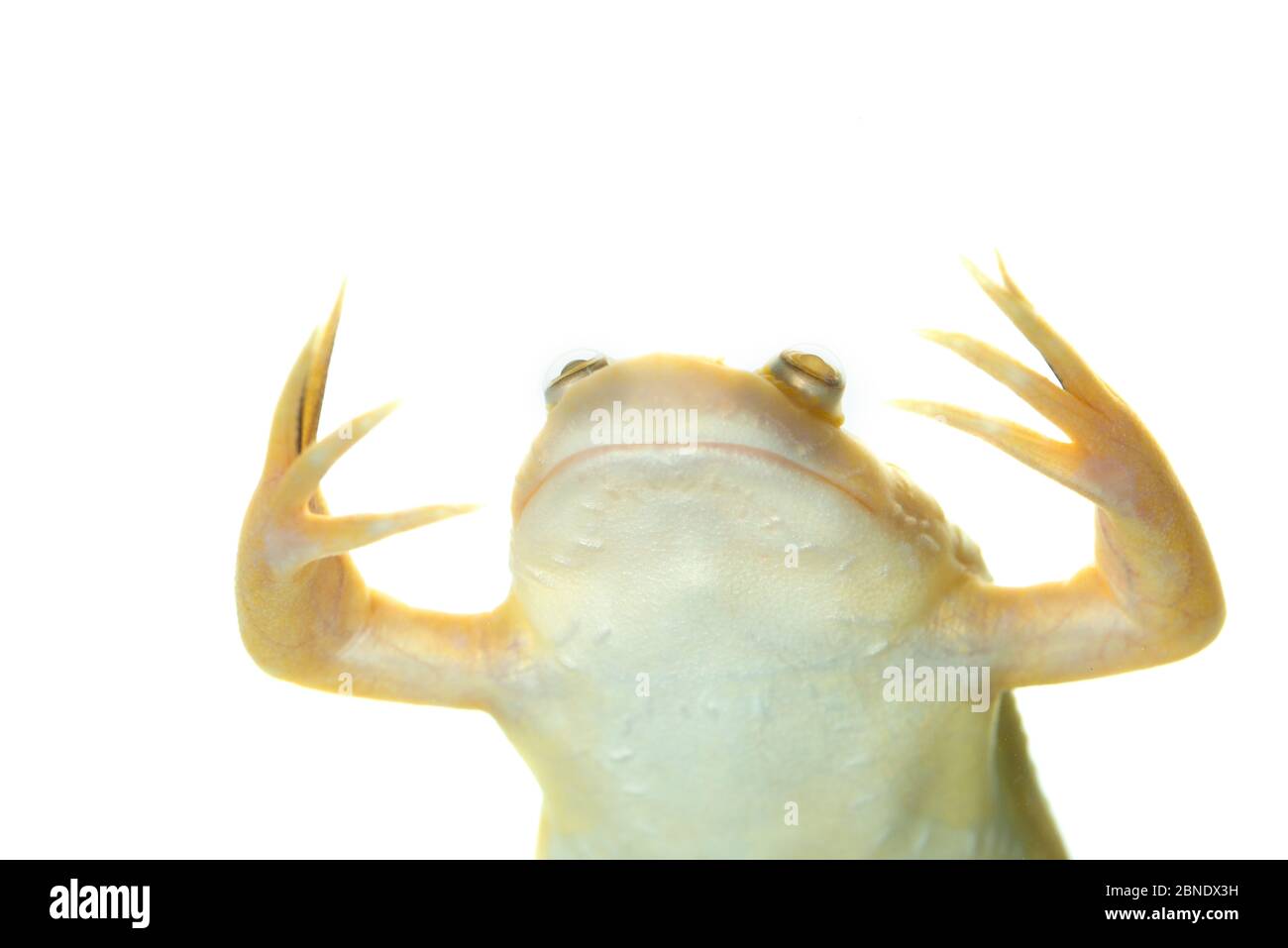 African clawed frog (Xenopus laevis) portrait, captive occurs in Africa ...