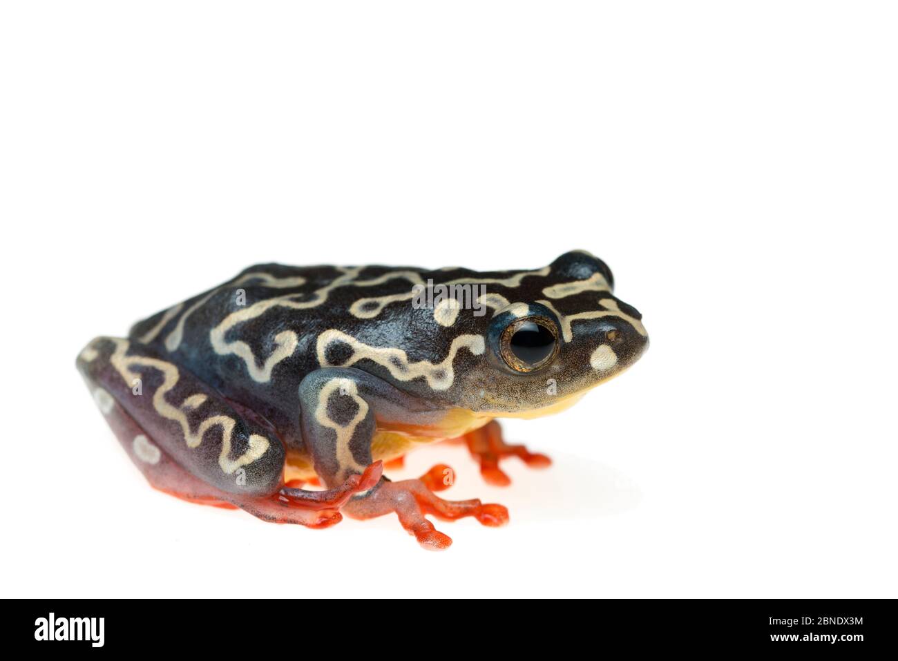 Riggenbach's reed frog (Hyperolius riggenbachi) captive, occurs in ...
