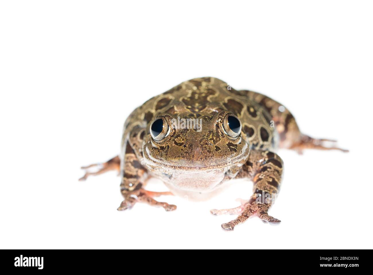 Red legged tree frog hi-res stock photography and images - Alamy