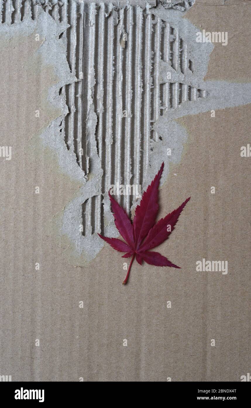 A vertical image of a red Japanese maple leaf on a background of ...