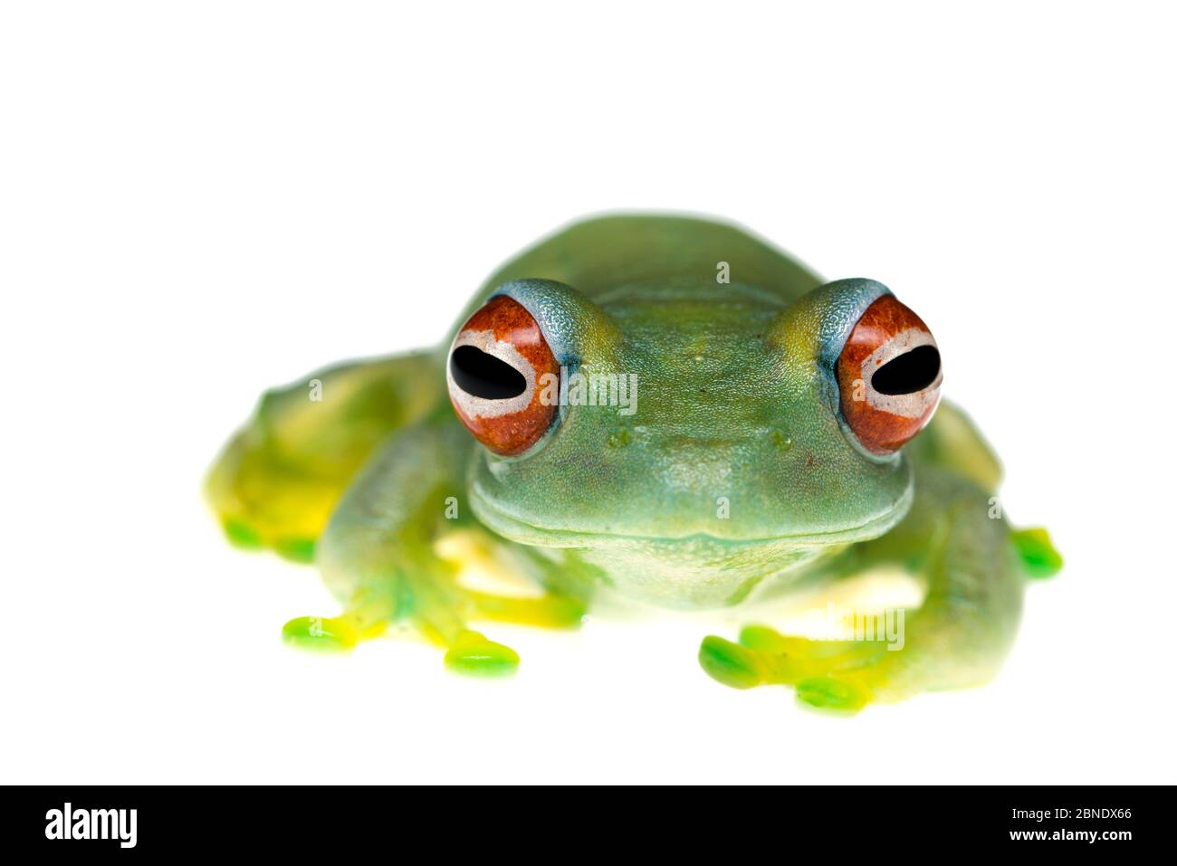 Red-eyed boophis frog (Boophis luteus) captive occurs in Madagascar ...