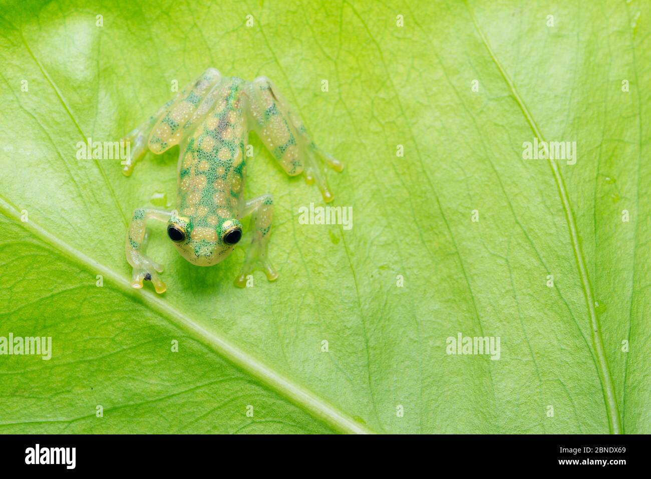 Reticulated glass frog (Hyalinobatrachium valerioi) captive, occurs in ...