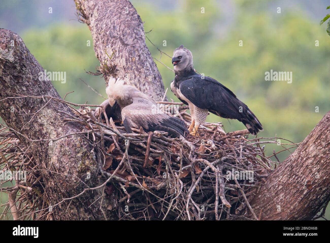Harpy eagle (Harpia harpyja), female with chick on nest, chick feeding ...
