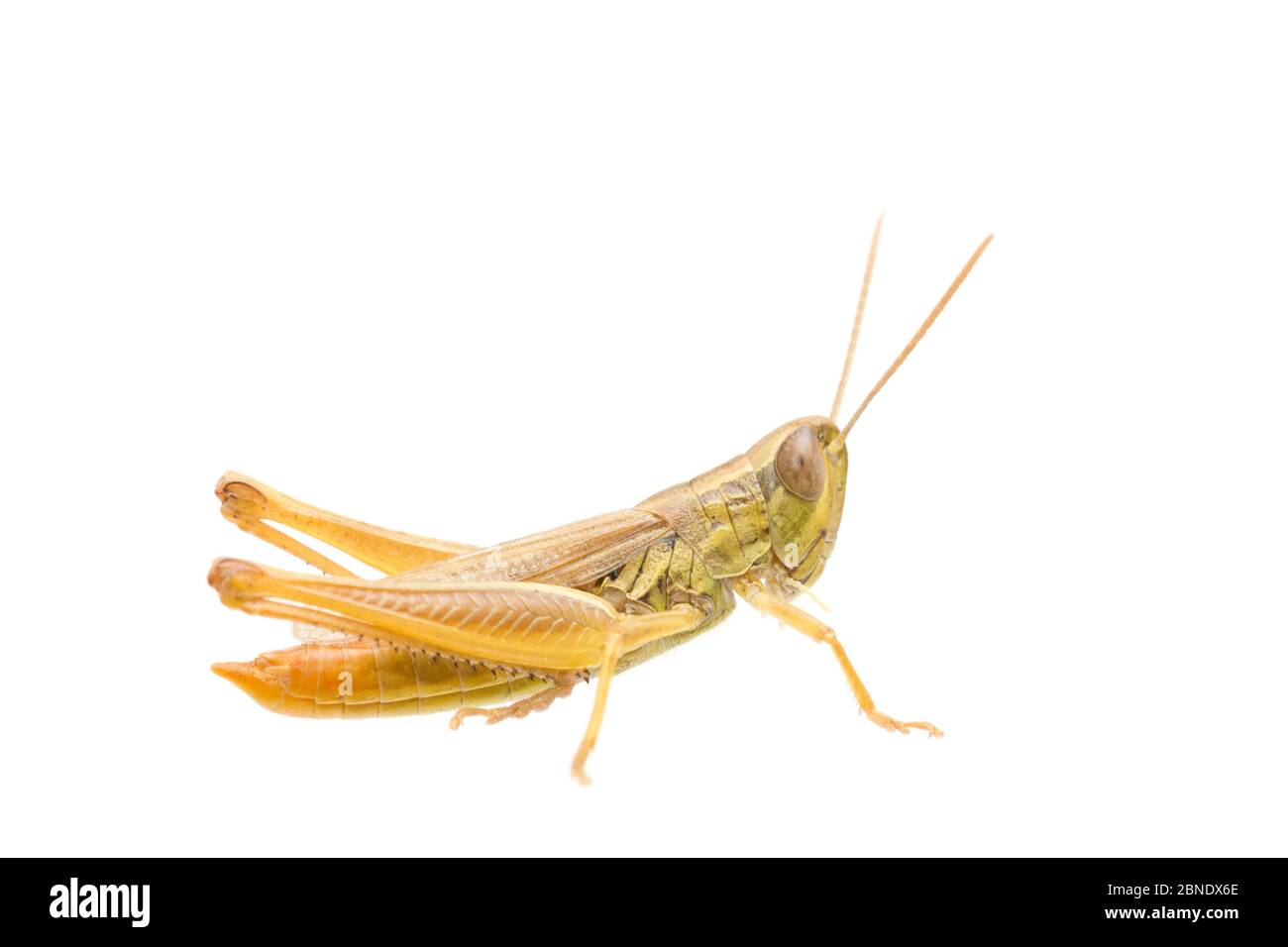 Sharp tailed grasshopper Cut Out Stock Images & Pictures - Alamy