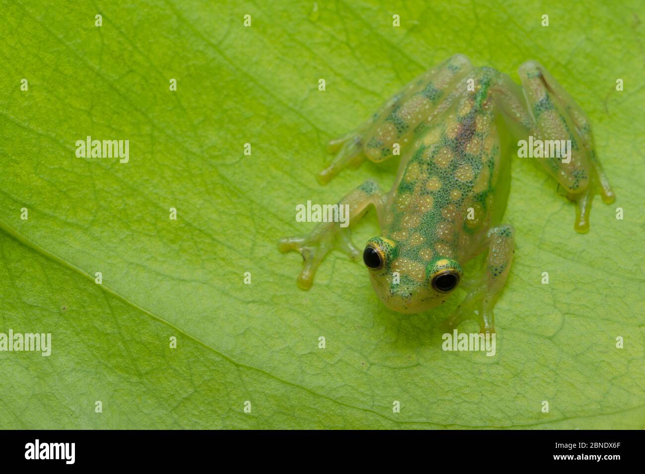 Reticulated glass frog (Hyalinobatrachium valerioi) captive, occurs in ...