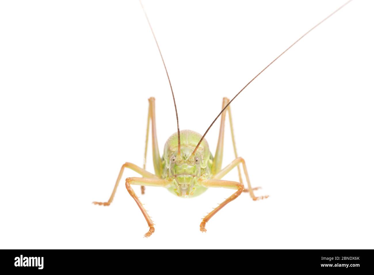 Saddle-backed bush-cricket (Ephippiger diurnus) male, France, July ...
