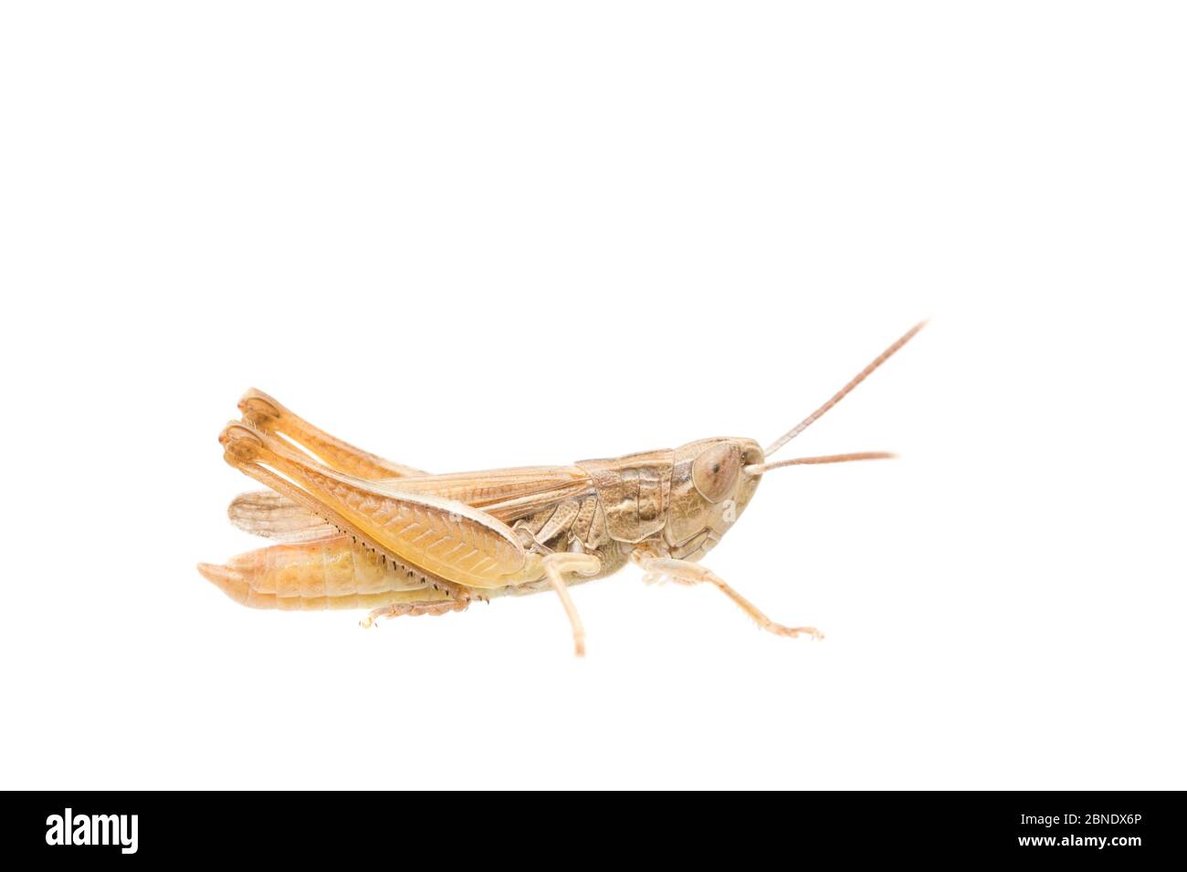 Euchorthippus pulvinatus hi-res stock photography and images - Alamy