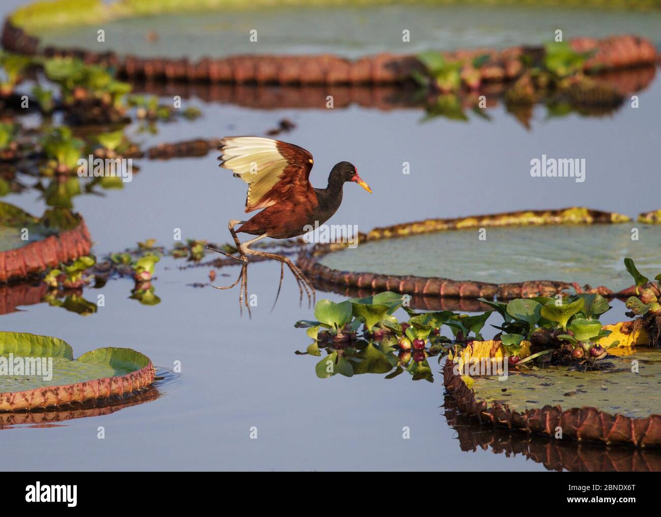 Wattled Jacana (Jacana jacana) flying over Giant Waterlily (Victoria ...