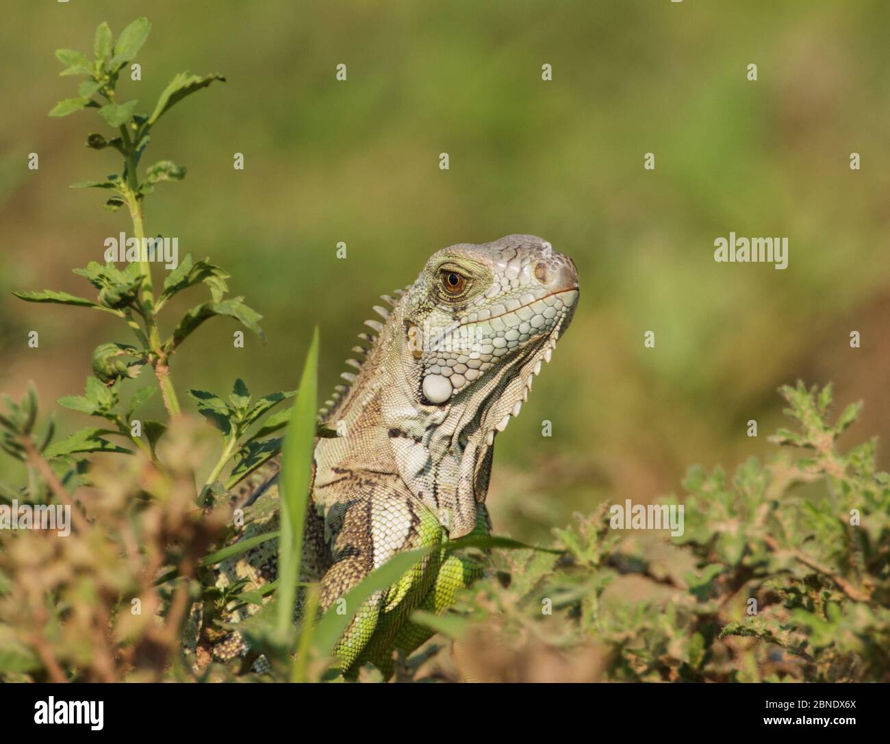Green / Common iguana (Iguana iguana) head above vegetation, Pantanal ...