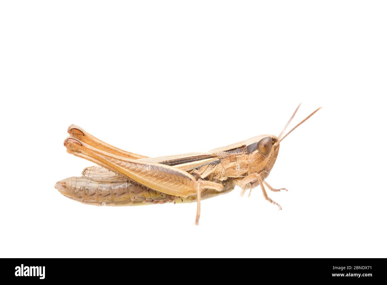 Grasshopper (Euchorthippus pulvinatus) female, France, July ...