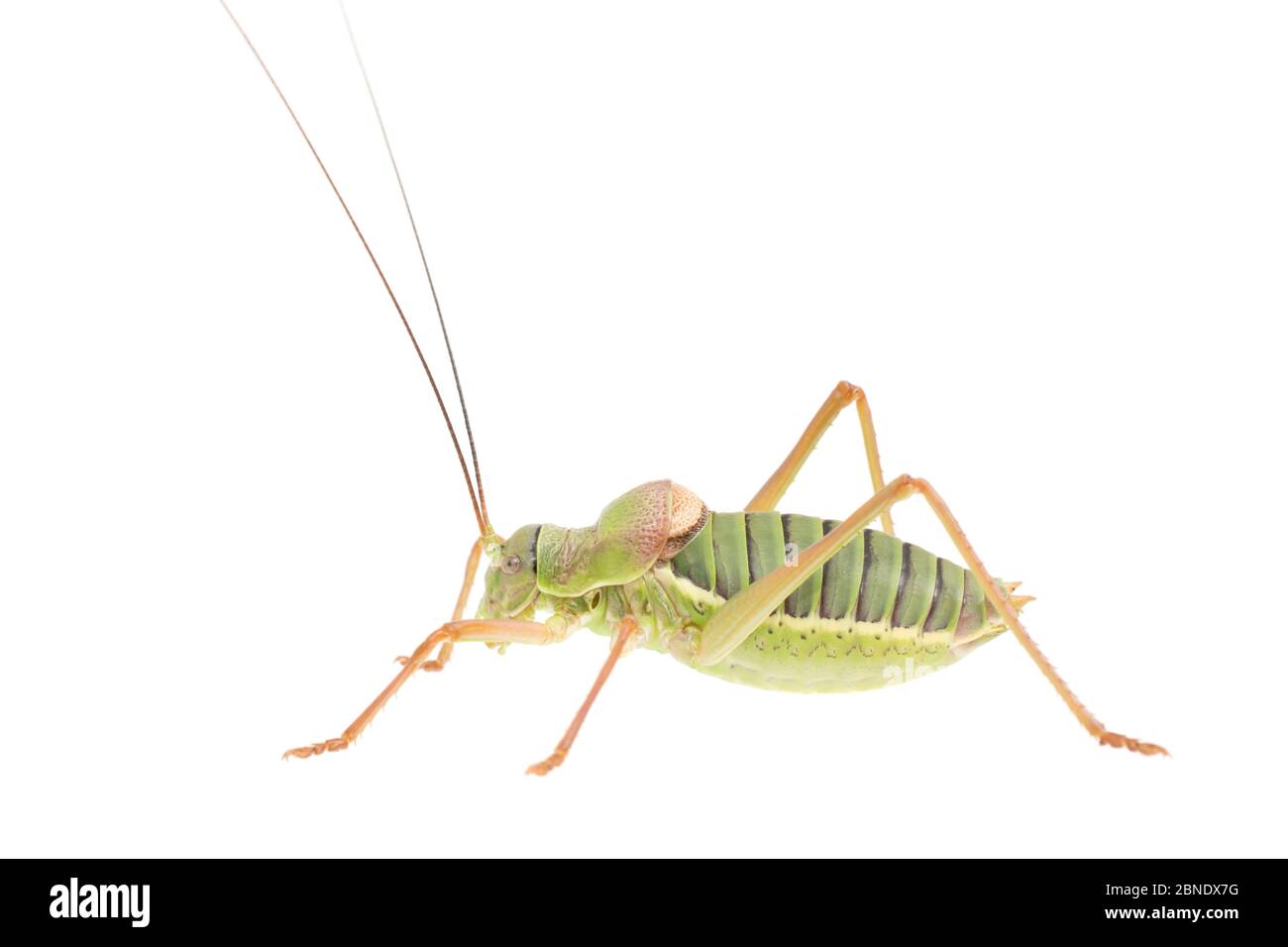 Saddle-backed bush-cricket (Ephippiger diurnus) male, France, July ...