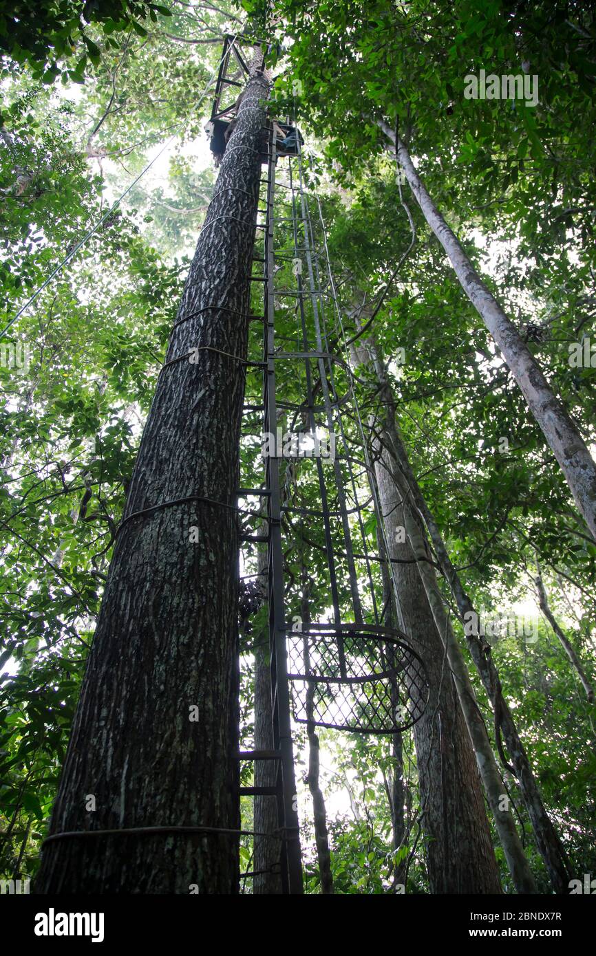 Ladder to platform in the tree canopy, Carajas National Park, Amazonas ...