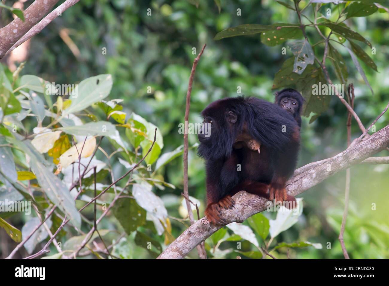 Red-handed howler monkey (Alouatta belzebul) mother carrying baby ...