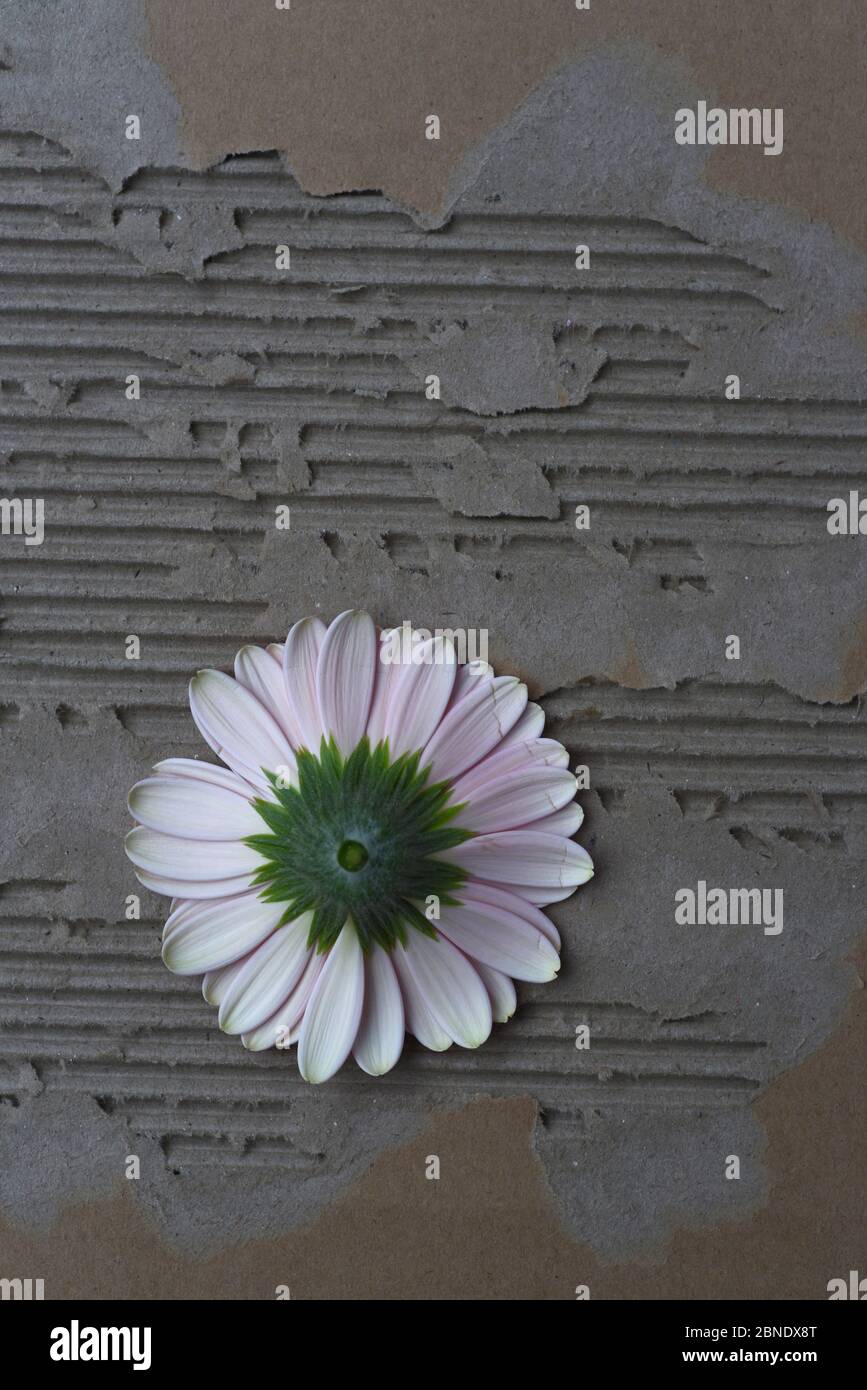 Torn paper flower collage hi-res stock photography and images - Alamy