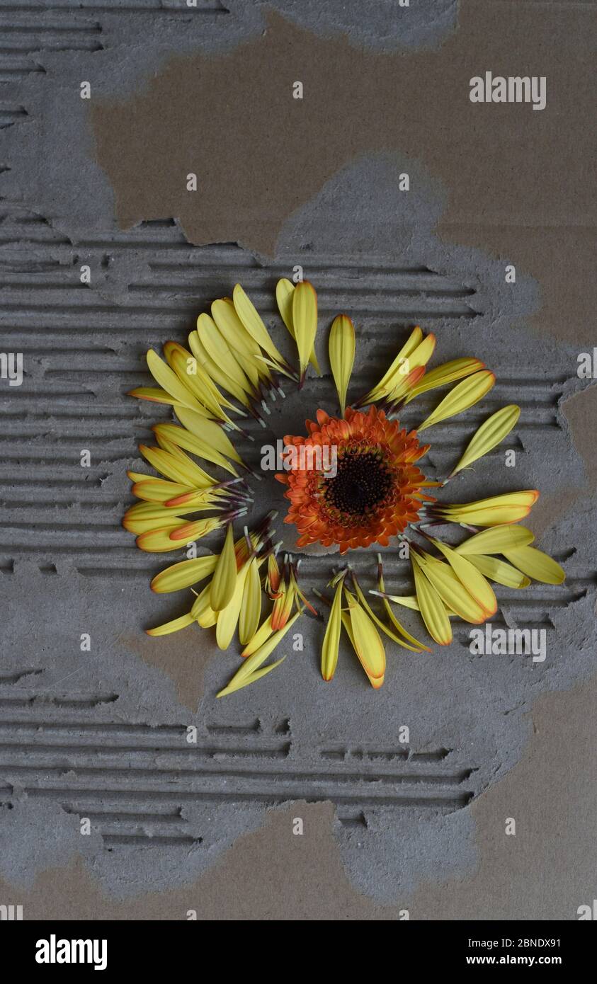 Torn paper flower collage hi-res stock photography and images - Alamy