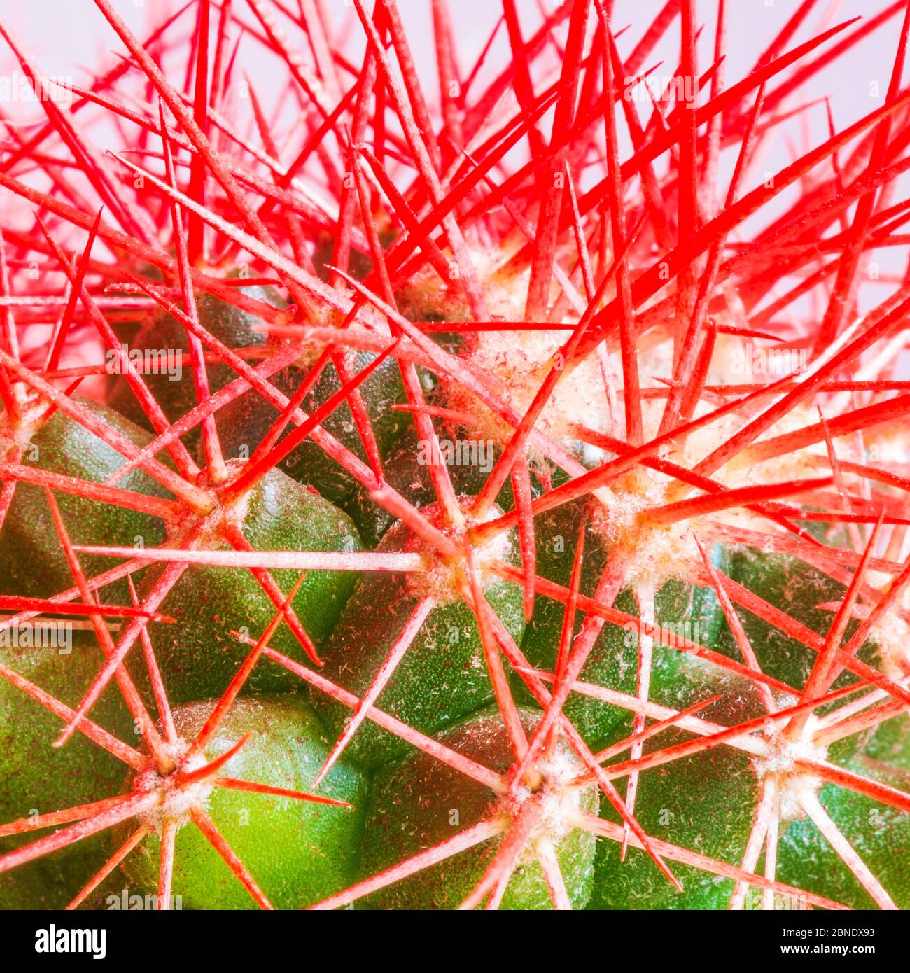Long spikes cactus hi-res stock photography and images - Alamy