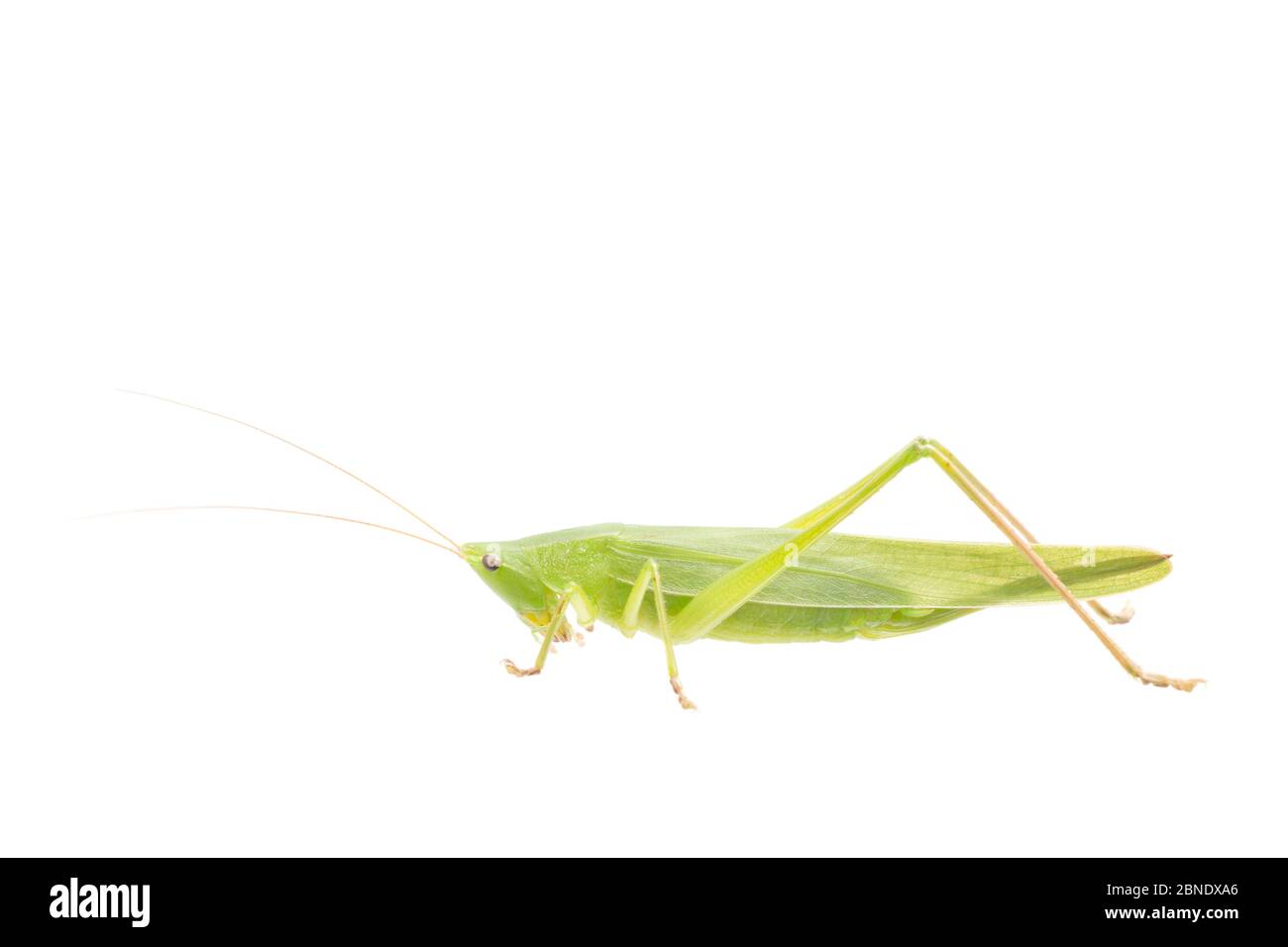 Large conehead (Ruspolia nitidula) female, France, July ...