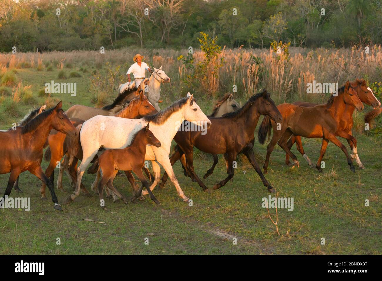 Cowboy mounted on a Pantaneiro stallion, rounding up a band of wild ...