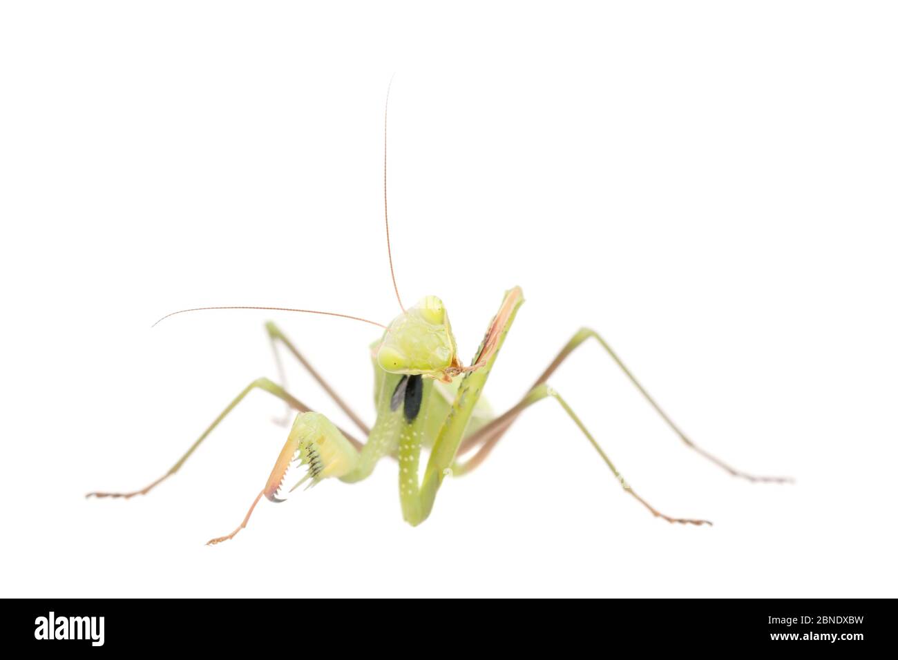 European mantis (Mantis religiosa) female grooming front leg,, France ...