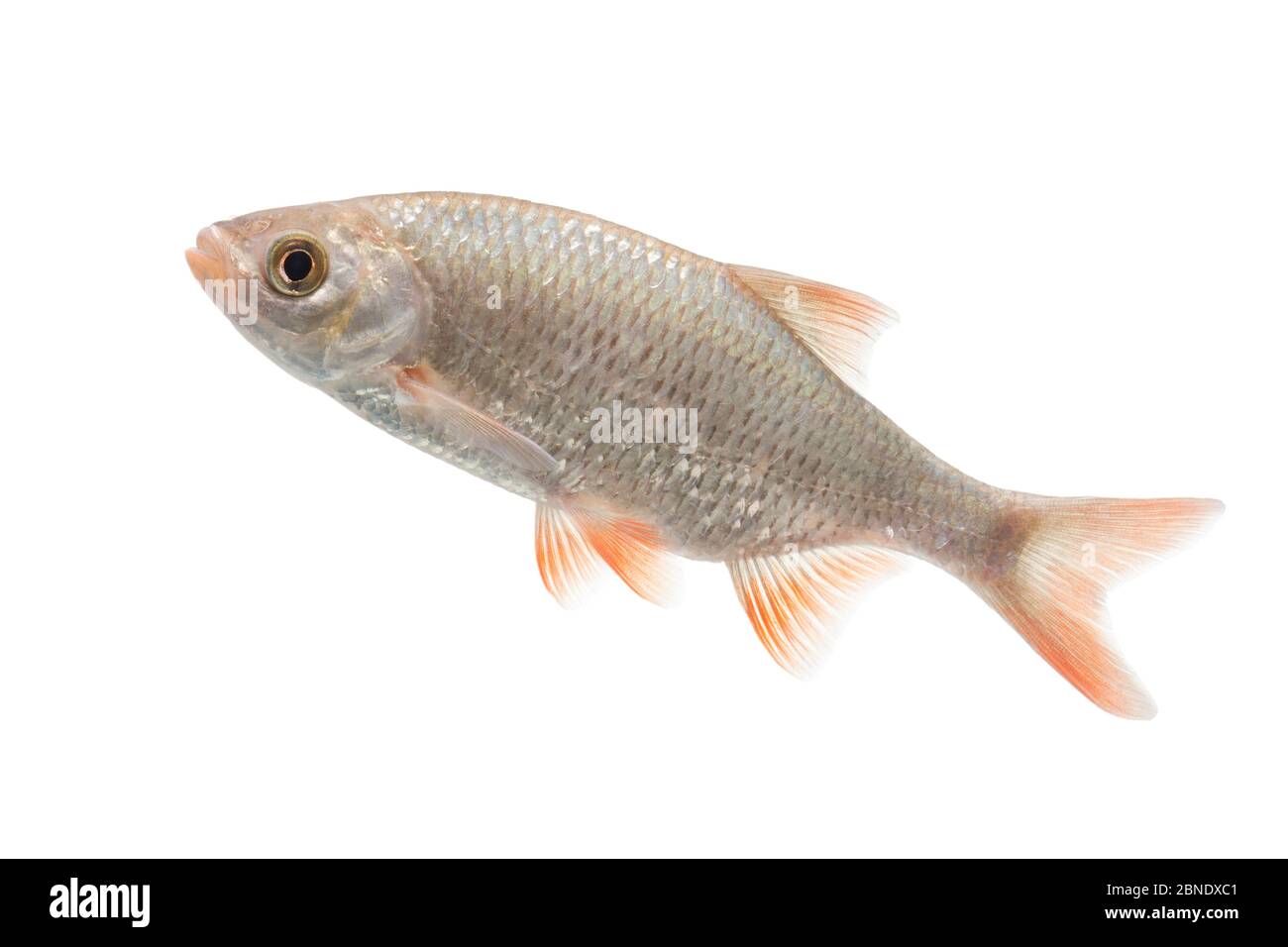 Common rudd (Scardinius erythrophthalmus) subadult, The Netherlands ...