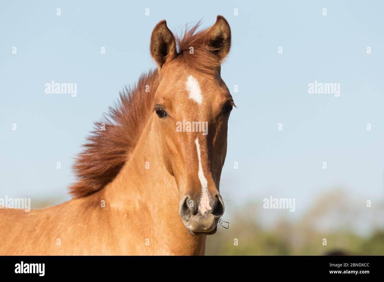 Pantaneiro hi-res stock photography and images - Alamy