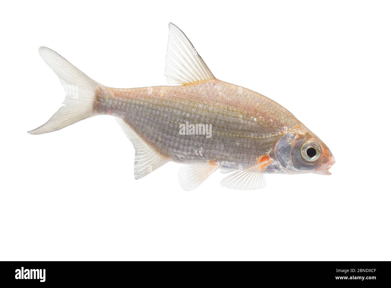 Bony bream Cut Out Stock Images & Pictures - Alamy