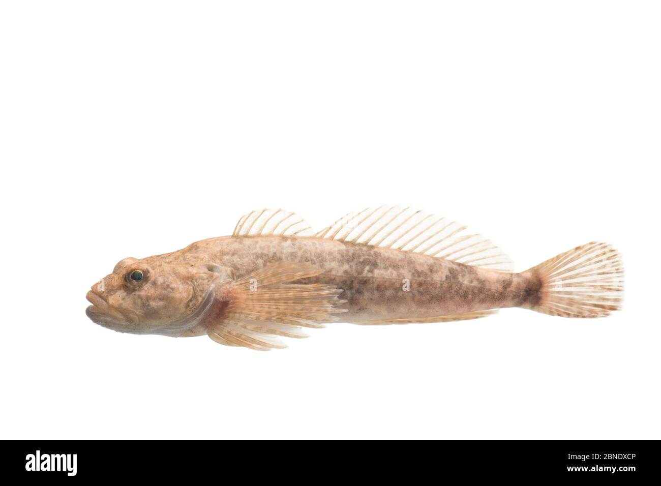 Rhine sculpin cottus rhenanus hi-res stock photography and images - Alamy