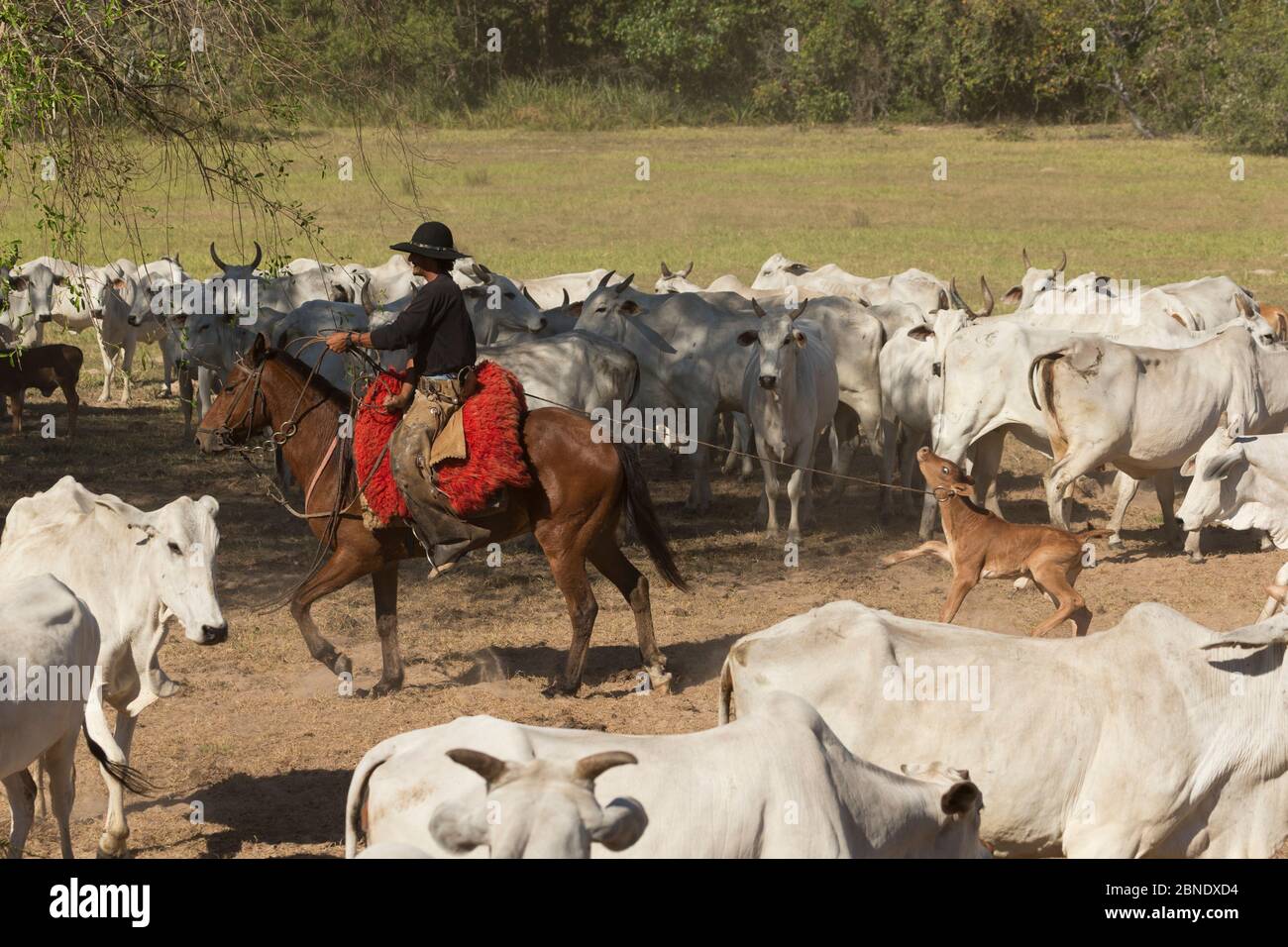 Cowboy lasso horse cattle herd hi-res stock photography and images - Alamy