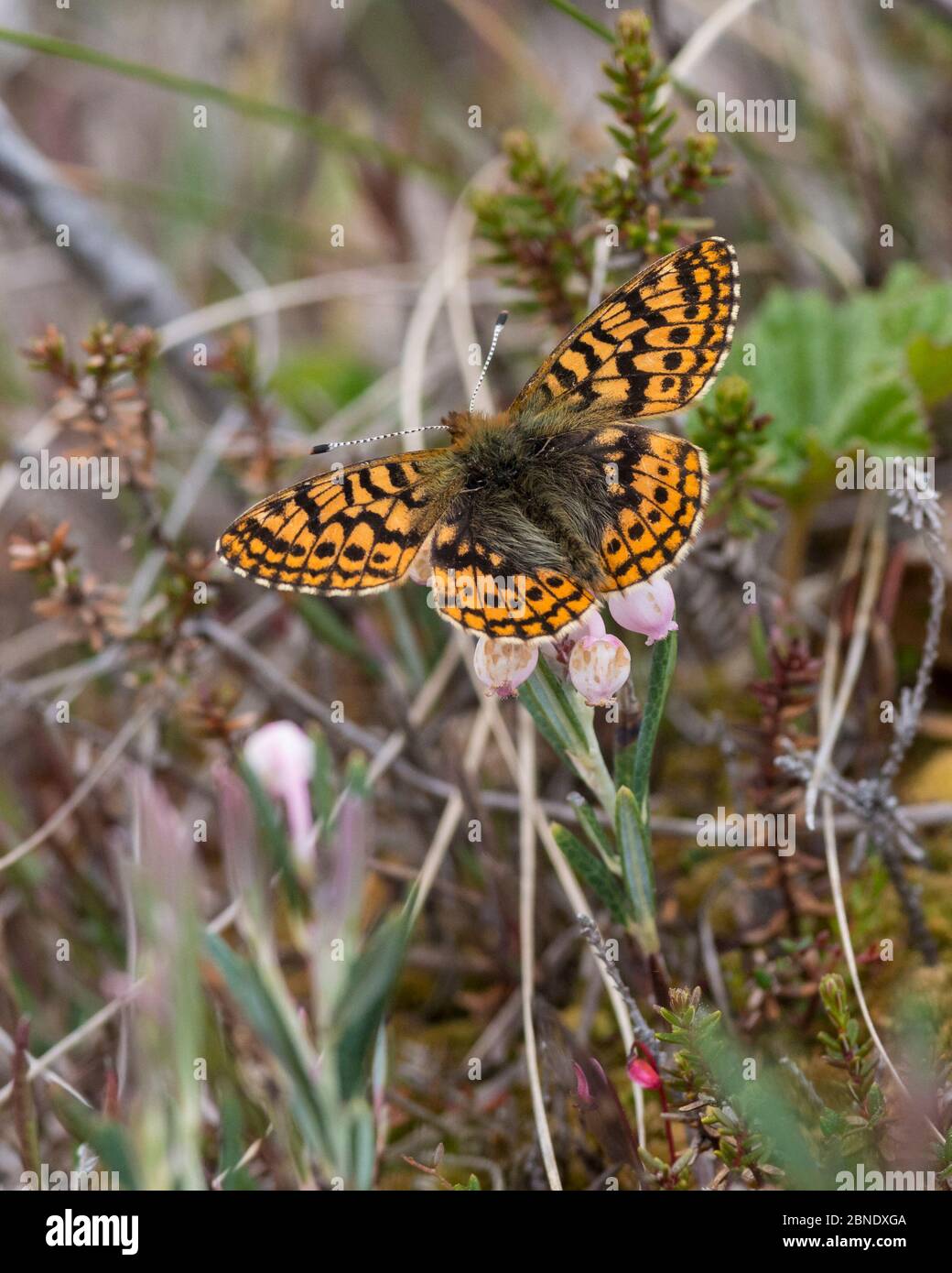 Frigga fritillary hi-res stock photography and images - Alamy