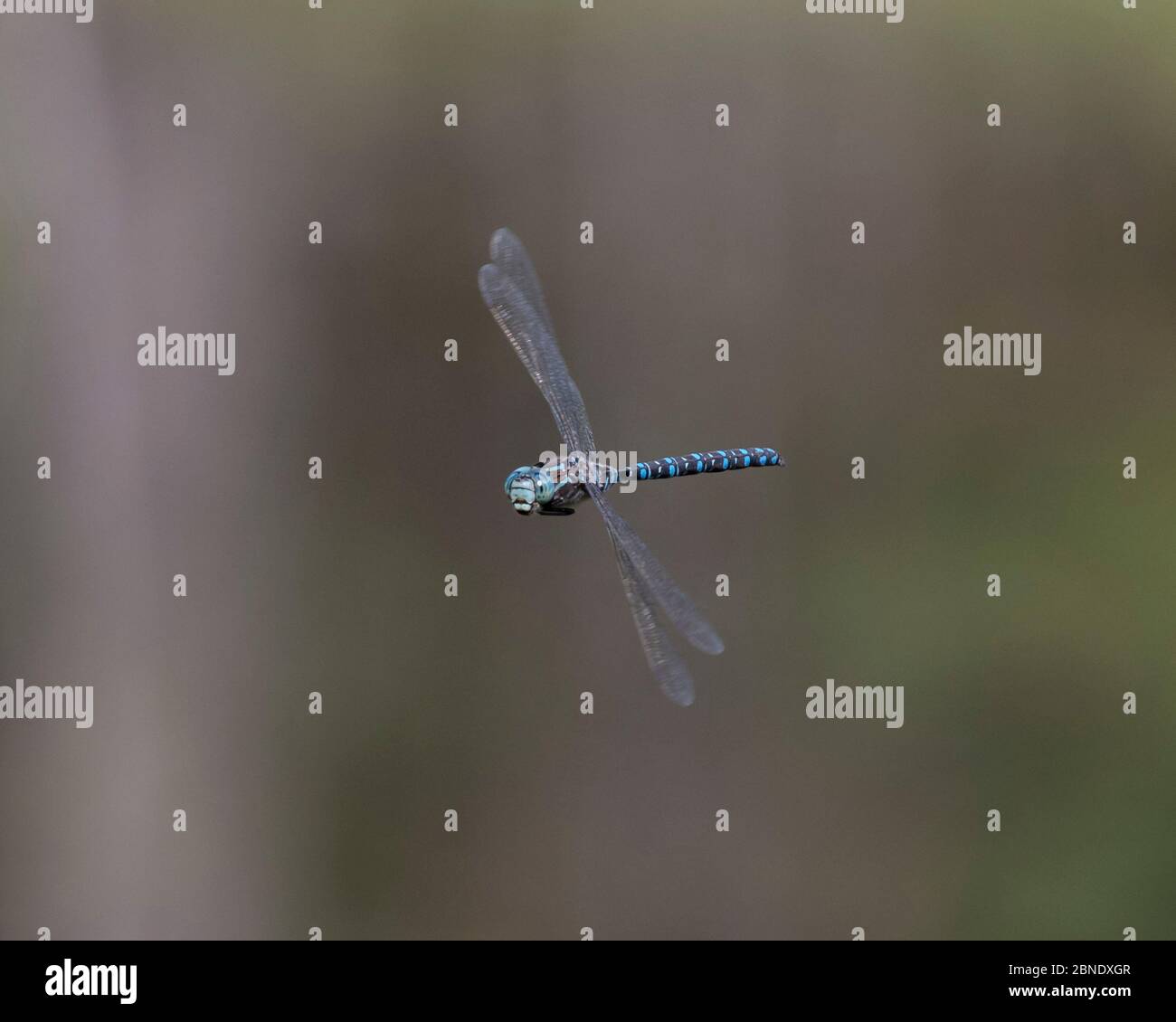 Siberian hawker dragonfly (Aeshna crenata), male in flight, Kuhmoinen ...