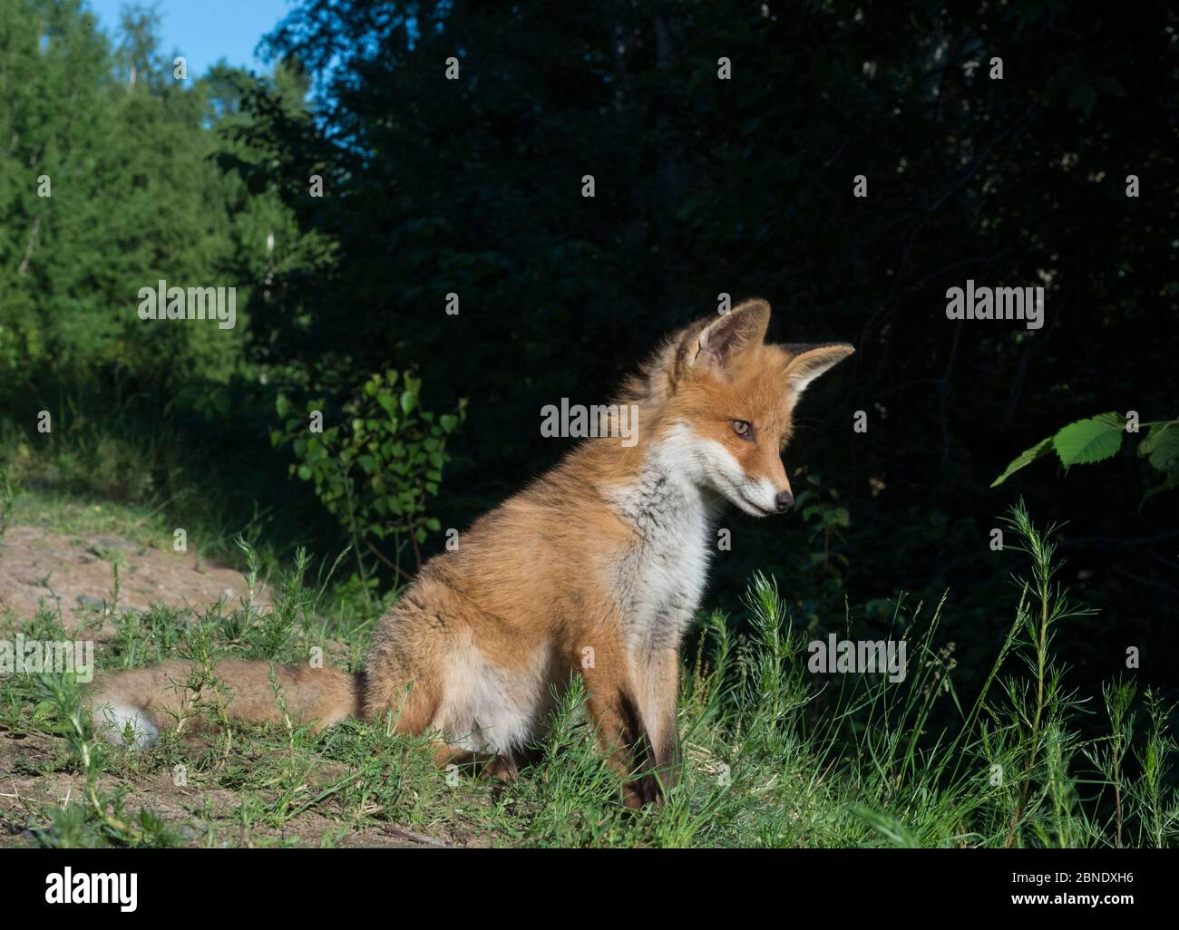 Red fox vulpes vulpes at forest edge hi-res stock photography and images - Alamy