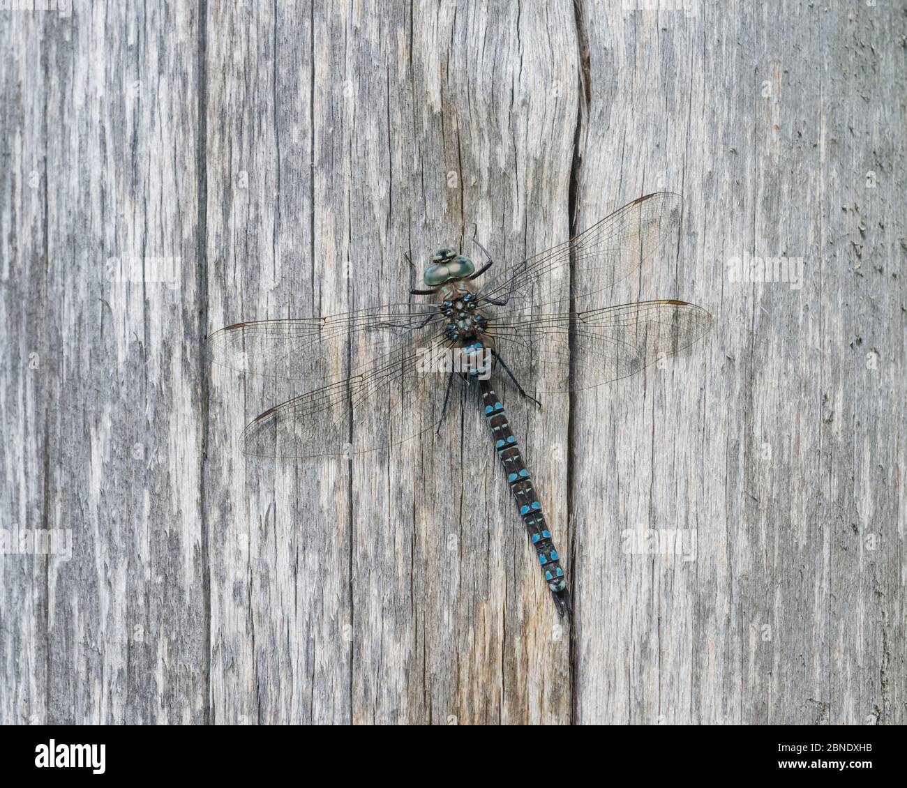 Siberian hawker dragonfly (Aeshna crenata), male resting, Kuhmoinen ...