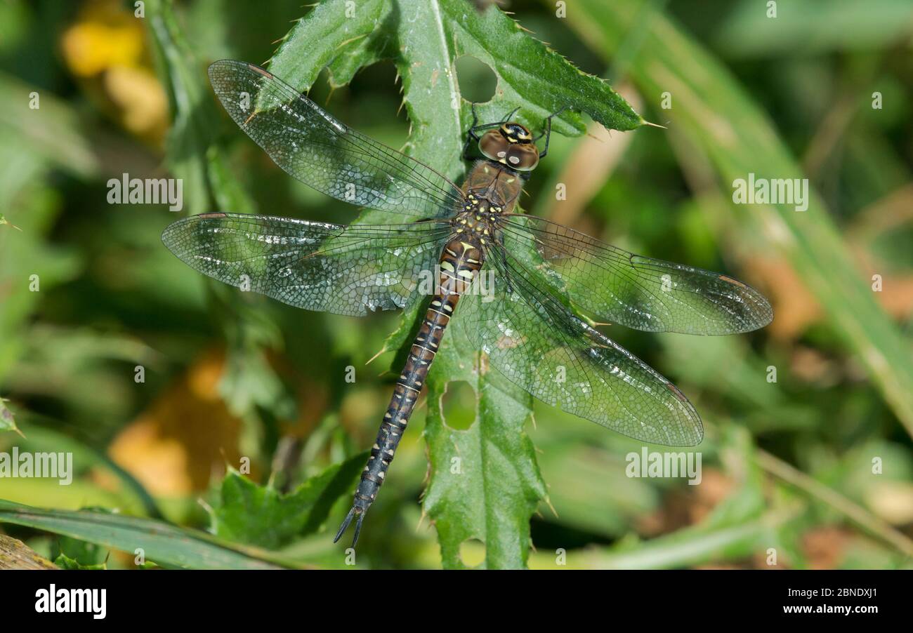 Migrant hawker dragonfly (Aeshna mixta), female, Southwest Finland ...