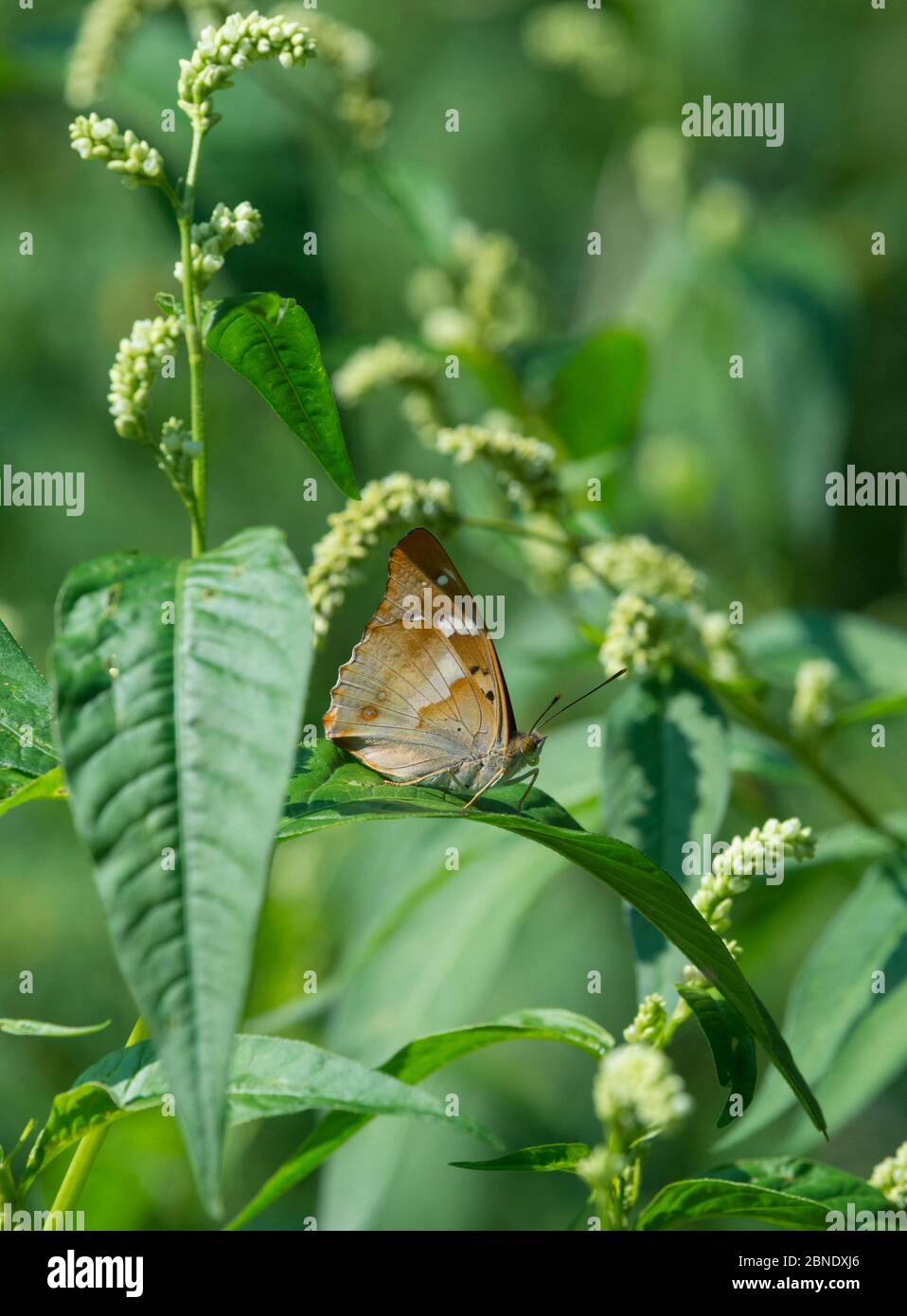 Lesser purple emperor butterfly (Apatura ilia), male sitting on a leaf ...